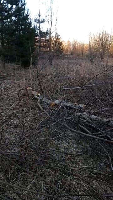 Расчистка участка 2