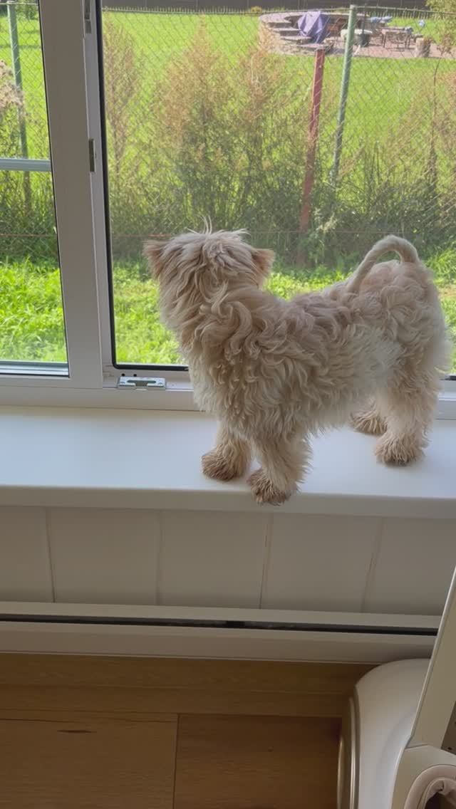 Тобиас ведет наблюдение #shorts