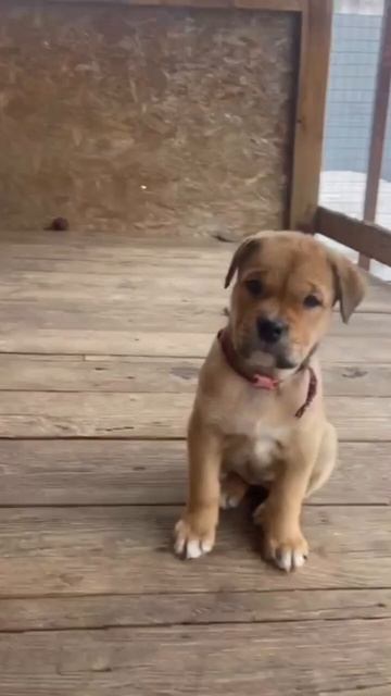 Девочка кадебошечка