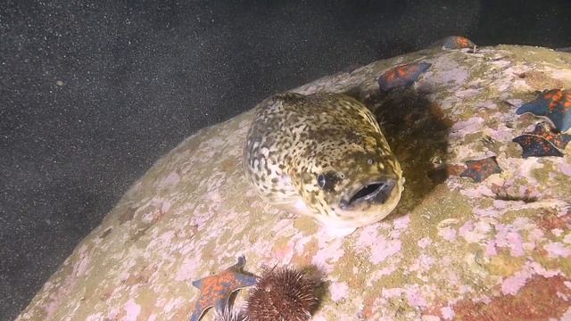 Рыба-лягушка или Голый круглопер ( Aptocyclus ventricosus)