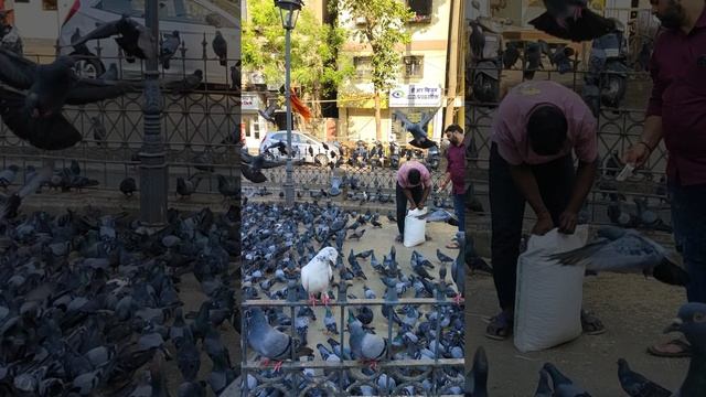 Фонтан скорби где кормят голубей