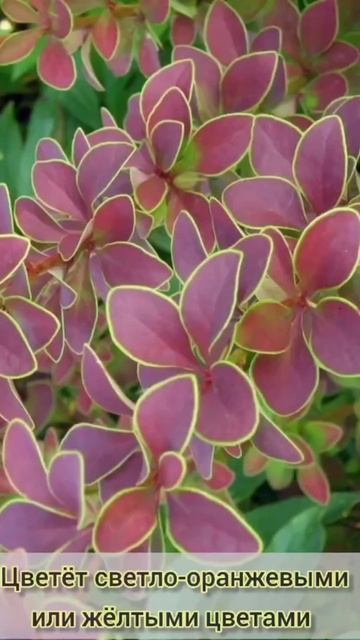 Барбарис Тунберга Coronita (Коронита)