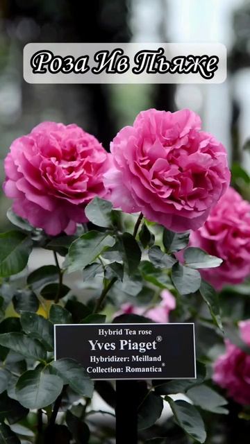 Чайно-гибридные розы