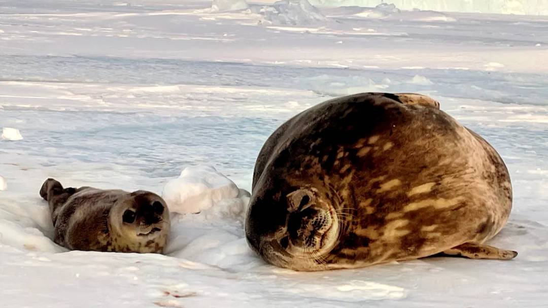 Тюлени на льду. И шикарные пейзажи. seal_on_ice. #Antarctic #seal