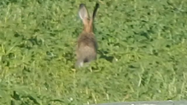 Заяц убегает