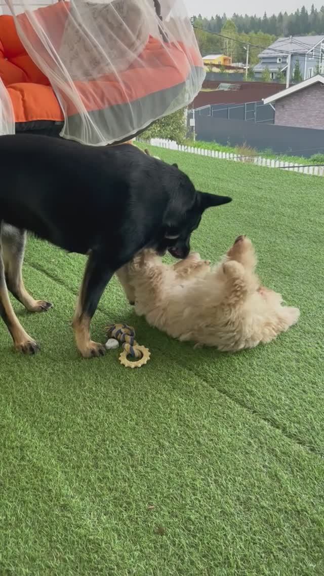 Собаки играют целыми днями #shorts