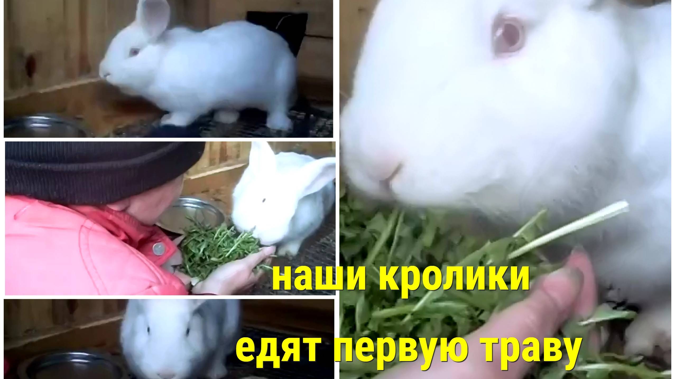 наши кролики кушают первую травку