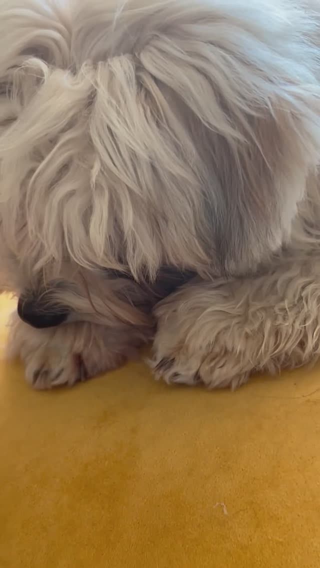 Тоби нашел себе игрушку #shorts