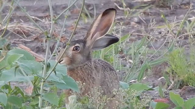 Заяц сижу боюсь