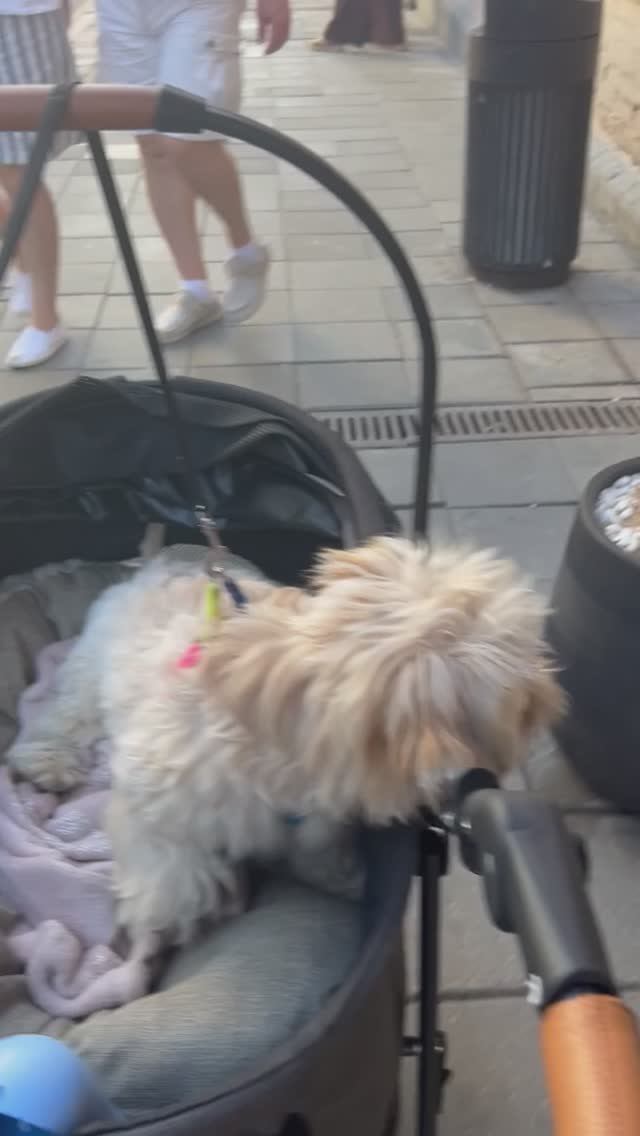 На Патриках с Тобиасом #shorts