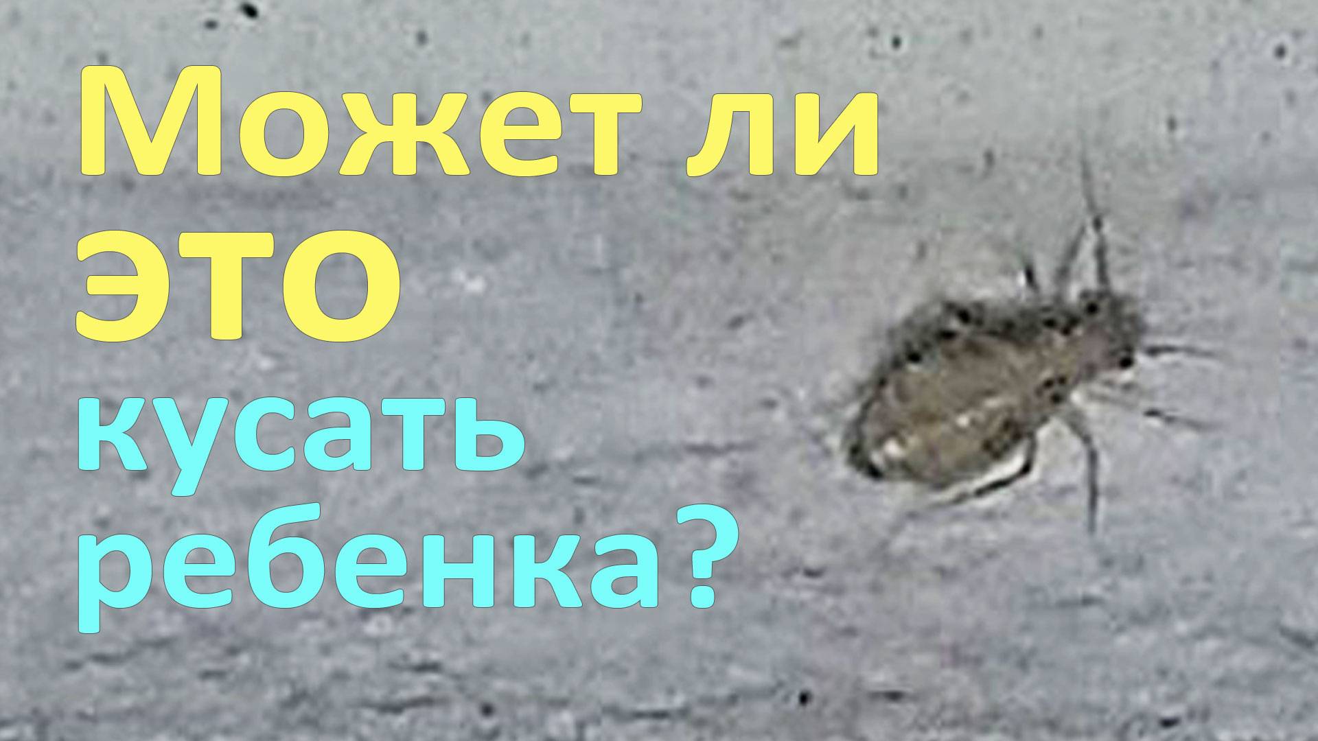 Кто может кусать ребенка дома - и могут ли это делать сеноеды?