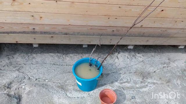 Борьба с муравьями, ураган и наши новые покупки