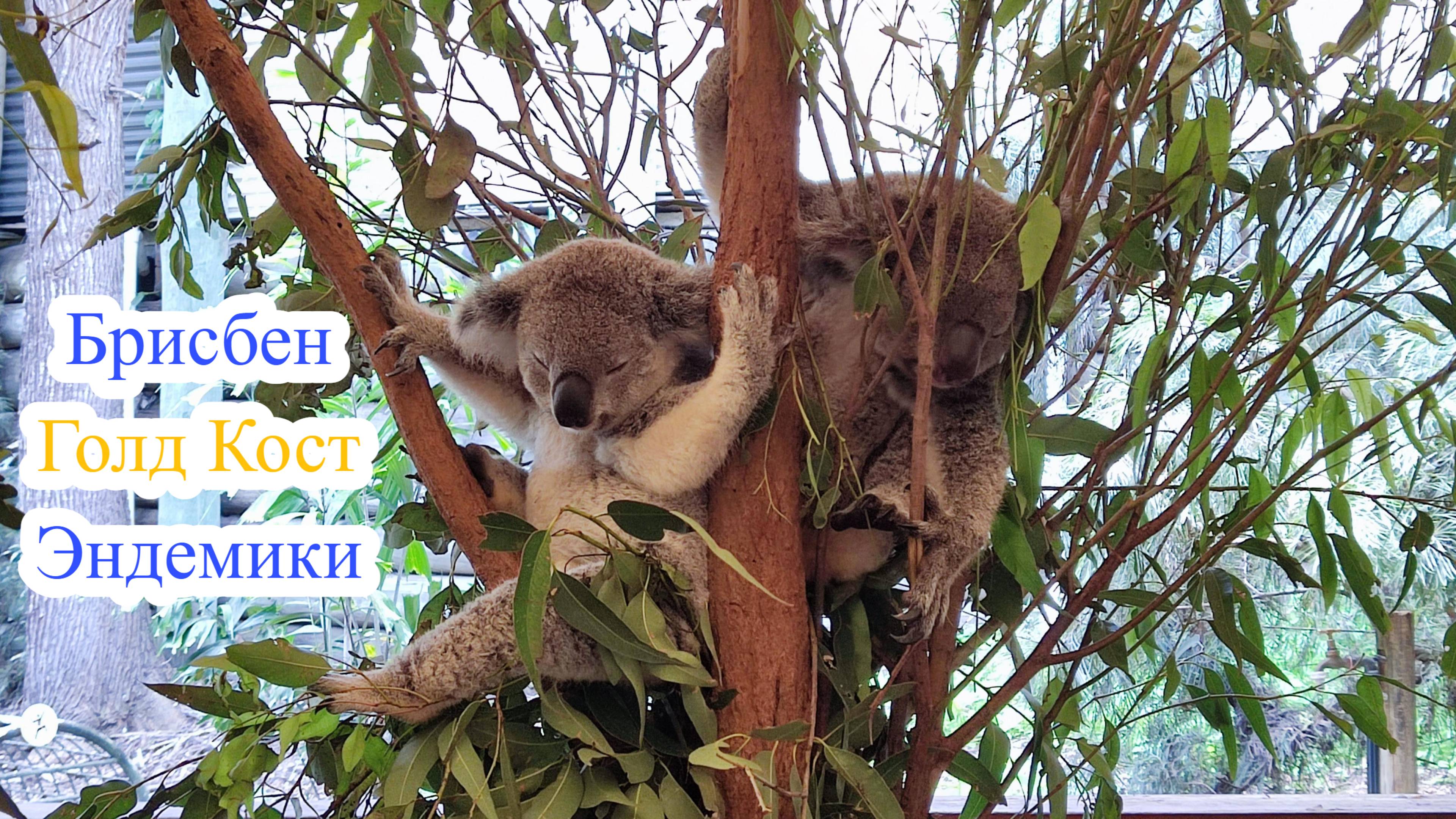 Брисбен Коалы и кенгуру Австралия