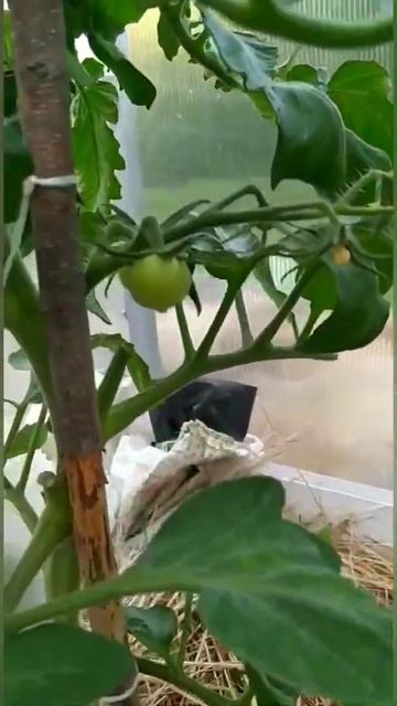 Наши первые помидоры в теплице из поликарбоната.