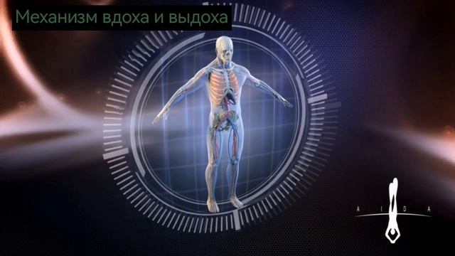 Дыхательная система, строение и вентиляция