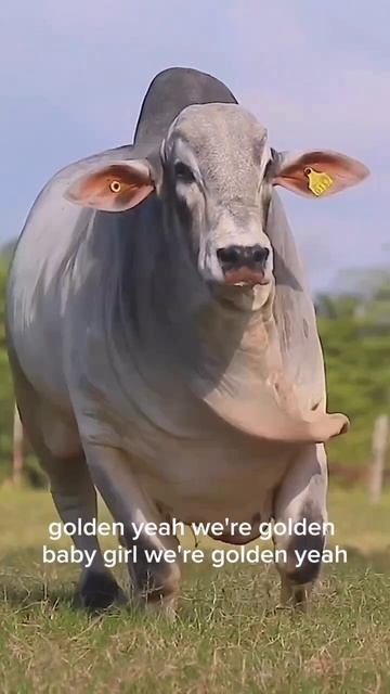 This is a breed of domestic cow, developed from zebu, an animal native to India.