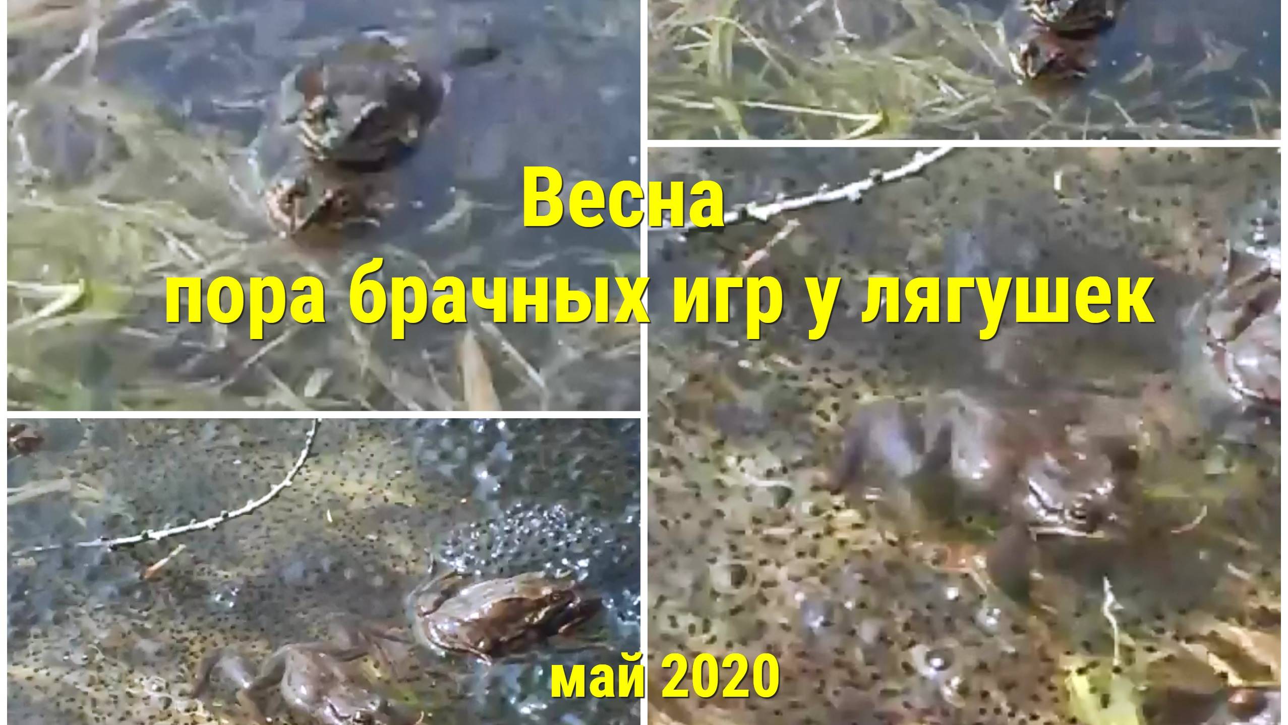 Весна. Пора брачных игр-лягушки