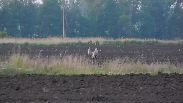 Журавли танцы