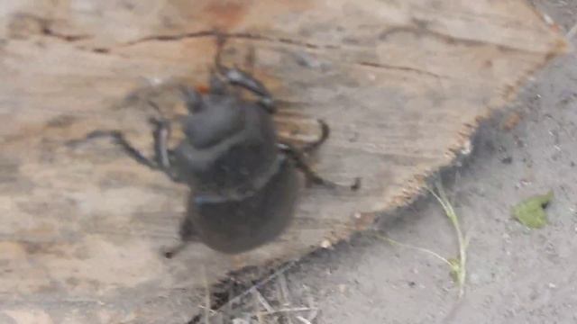 Жук - Олень(самка) 0