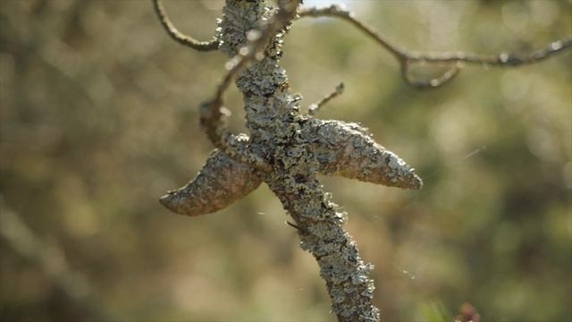 День биологического разнообразия