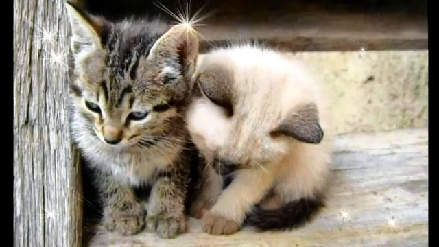 Кошки лапушки