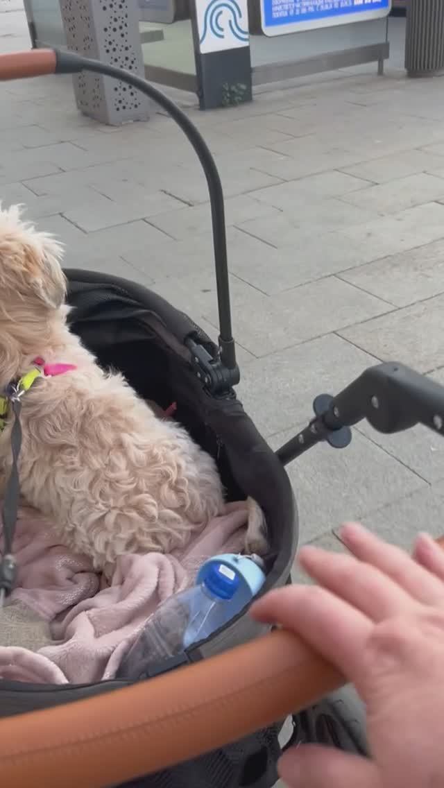 Коляска для собак - самое удобное изобретение #shorts