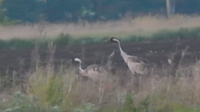 Журавли танец