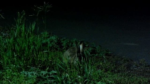 Заяц осень 2023