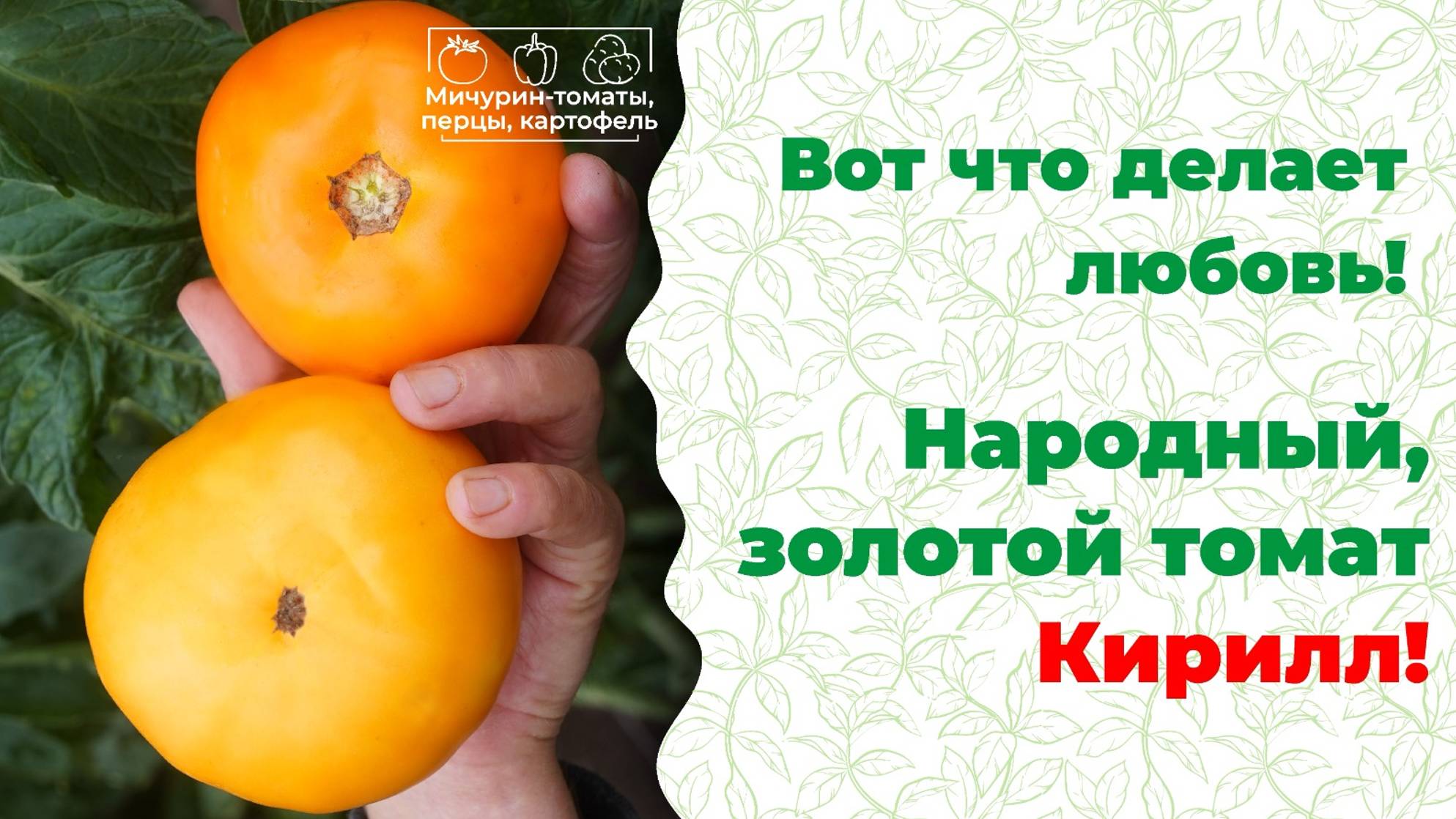 Чемпион по вкусу, народный томат Кирилл – Еда +800% пользы. Мичурин-томаты, Елена Храмушина