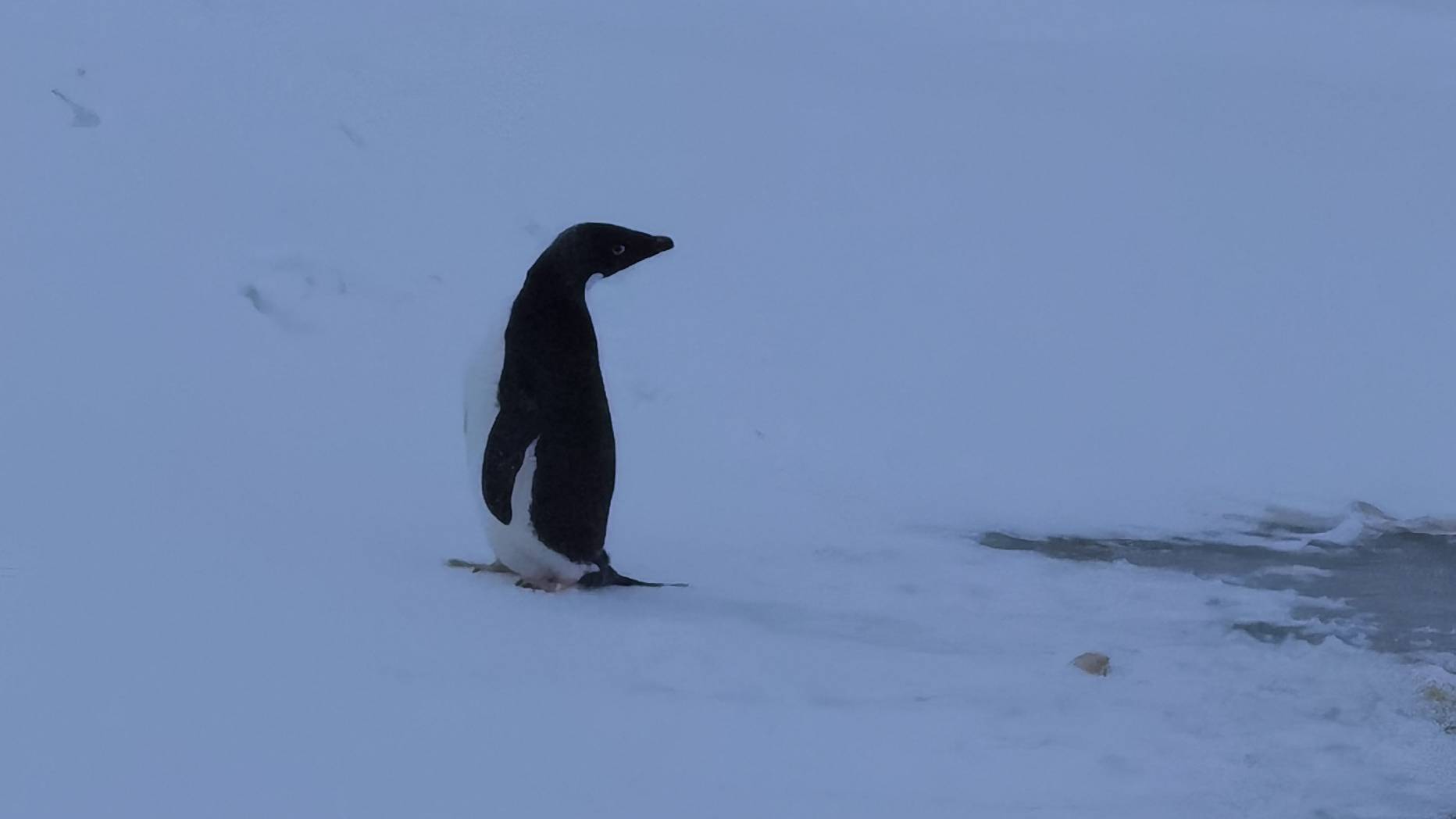 Пингвин пришел на станцию Прогресс. 01.11.2024. penguin_come_to_Progress