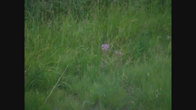 3325 kHz RRI OS Voice of Indonesia (Palangkaraya, Kalimantan Tengah, INS) 04.08.2022