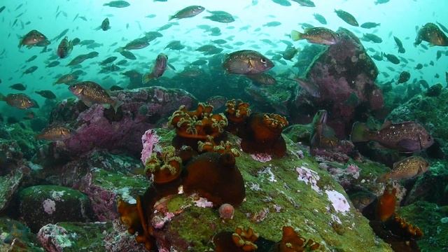 Осень под водой.