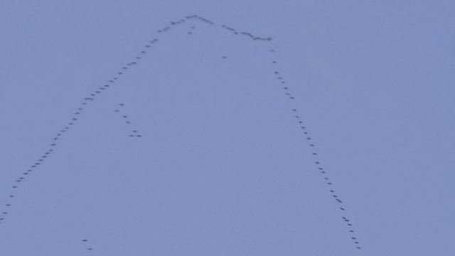 Журавли осень