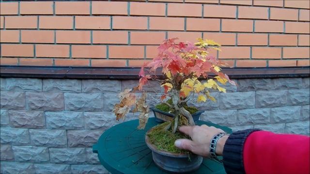 Бонсай осень 2024 год нарезка сюжетов 2 часть