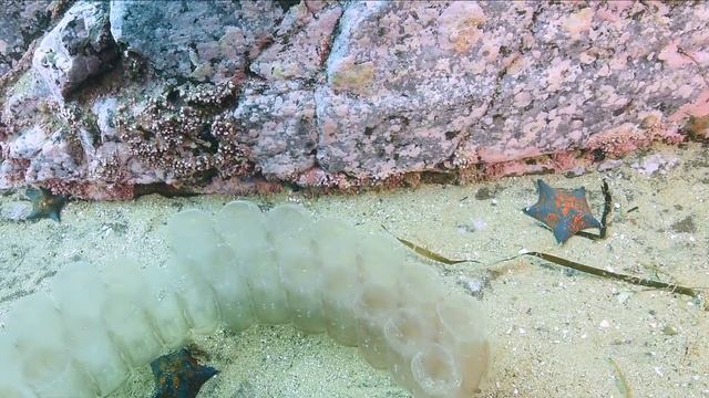 Сальпы. Жизнь и смерть.