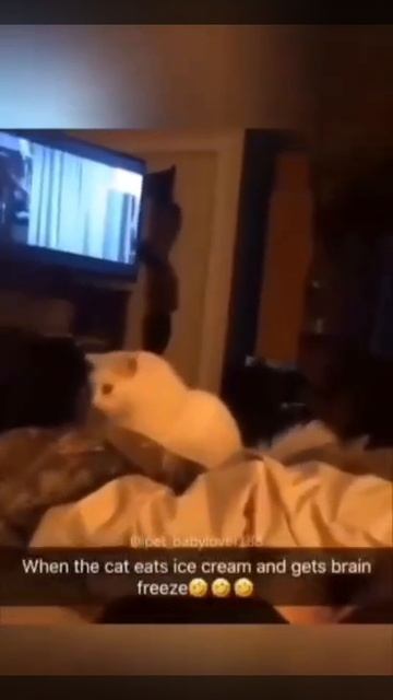 Коты и мороженое 🤪🤣