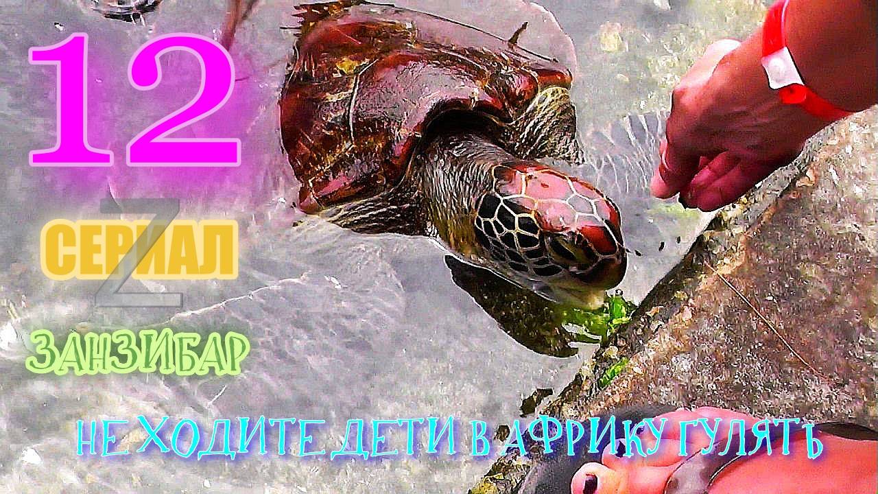 ЗАНЗИБАР. СЕРИАЛ Z. ЧАСТЬ 12. КЕНДВА. МОРСКИЕ ЧЕРЕПАШКИ.