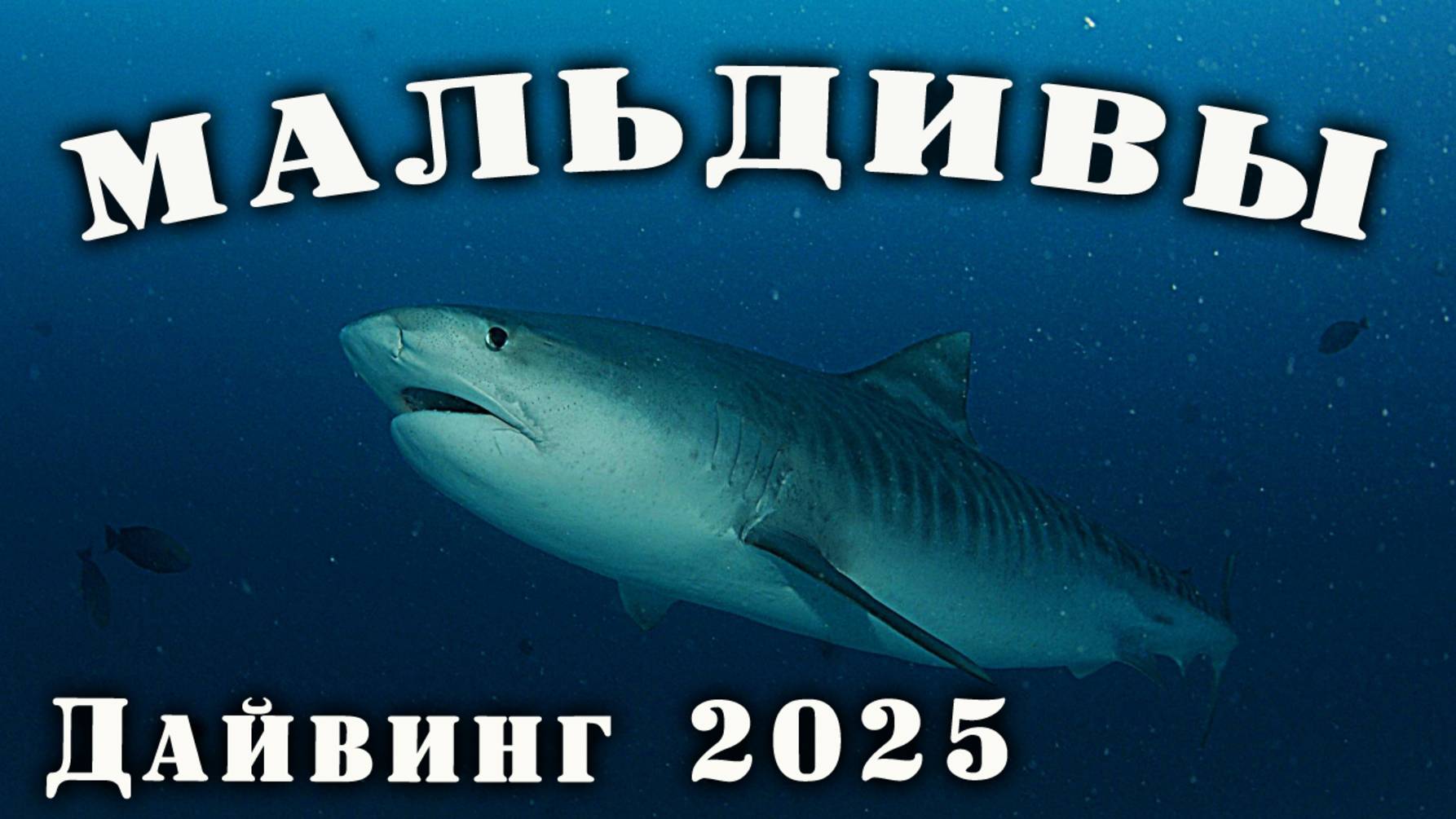 Дайвинг. Мальдивы. Январь 2025 г.