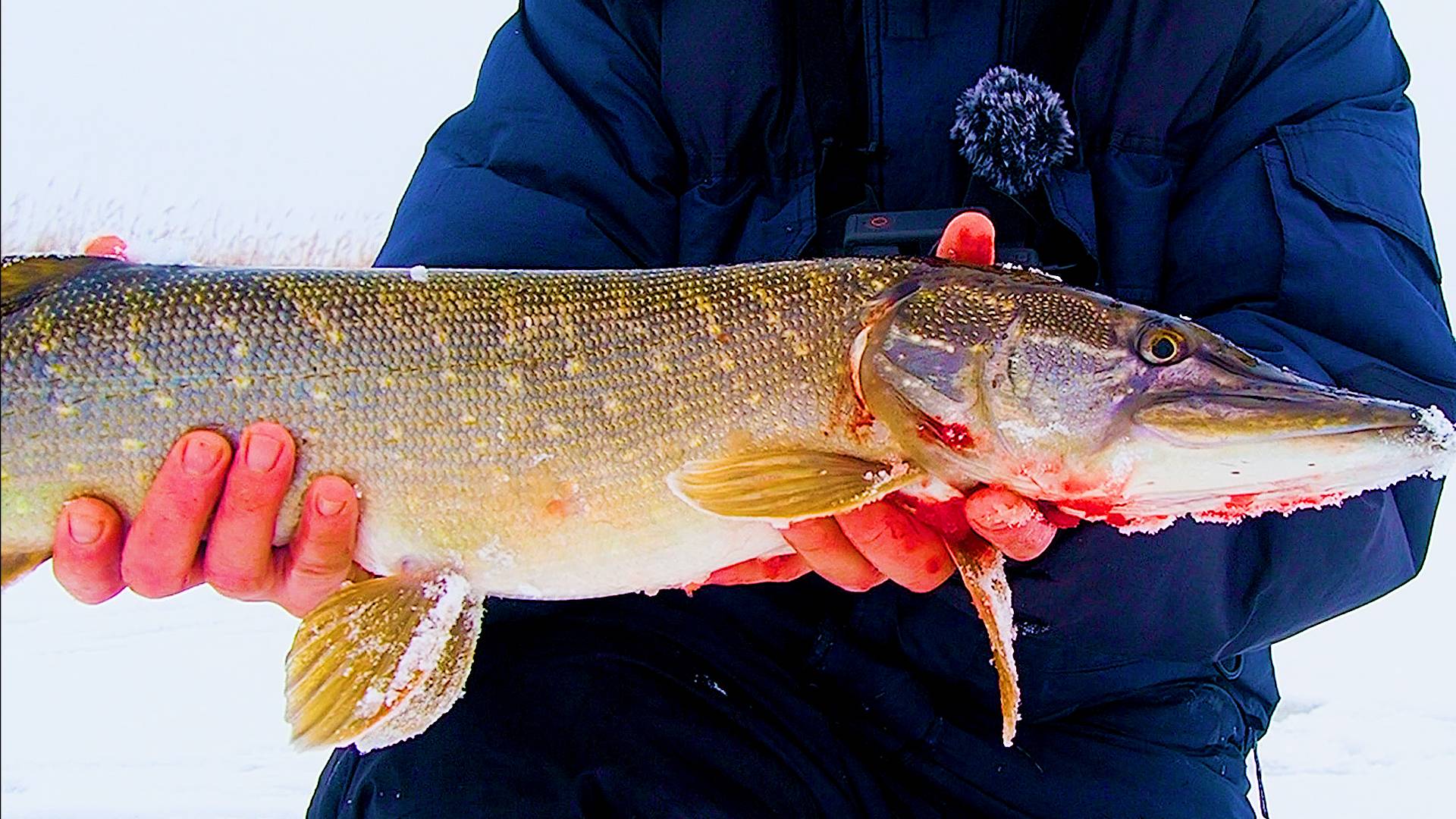 ГОЛОДНАЯ ЩУКА ПОДНИМАЕТ ФЛАГИ И ВЫБИВАЕТ ЖИВЦА ПРЯМО ИЗ РУК! Рыбалка на жерлицы и балансир!