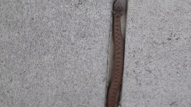 Змея Медянка (2)