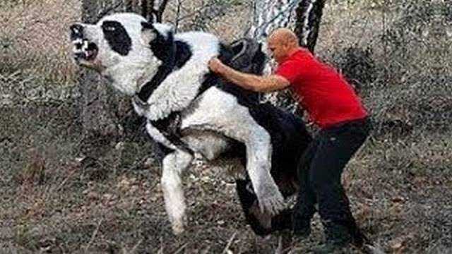 СОКРУШИТЕЛЬ ВОЛКОВ - Алабай - Туркменский Волкодав!