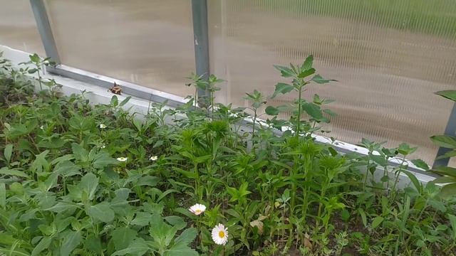 Теплица после зимы. Приводим её в порядок.