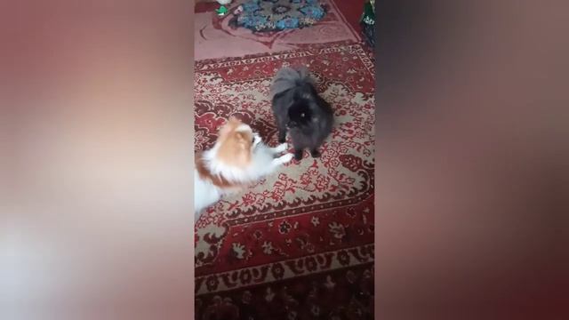 Случка собаки породы малый немецкий шпиц.