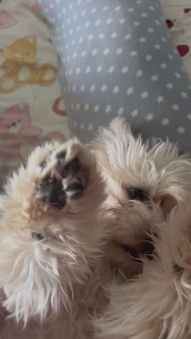 Тобик - цыганский сын