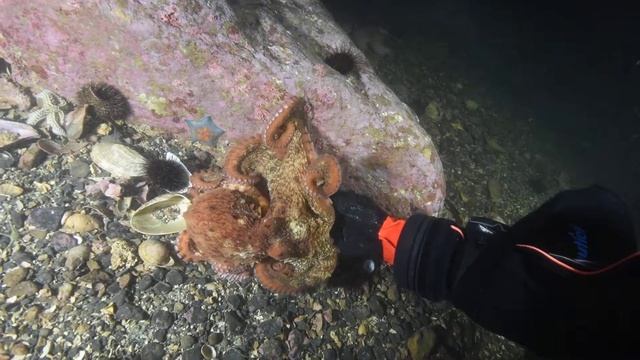 Заигрался с осьминогом