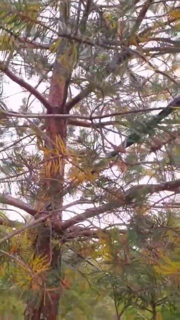 Грибы на дачном участке