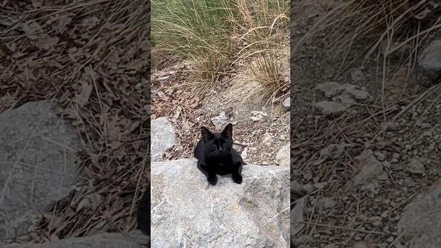 Крымские кошки.Необычный репортаж!