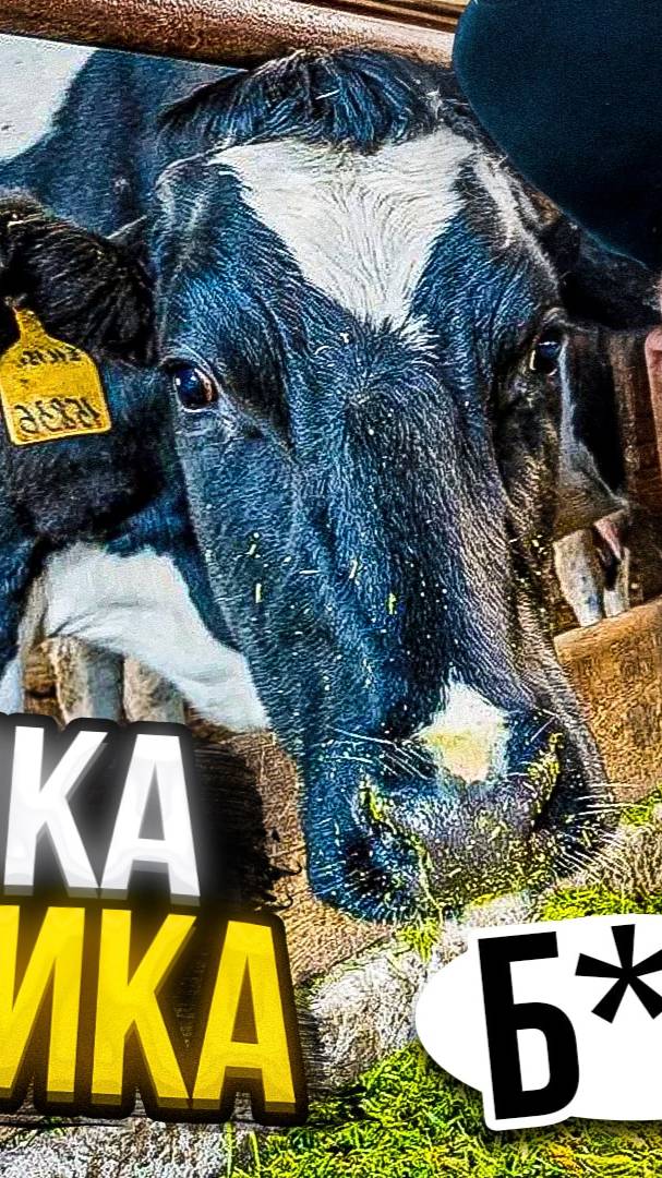 Коровник - побелка - более 2500м. Тверская обл. - 2 дня