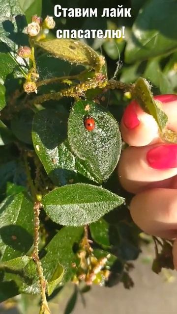 Тля наступает! Она уже в городе.
