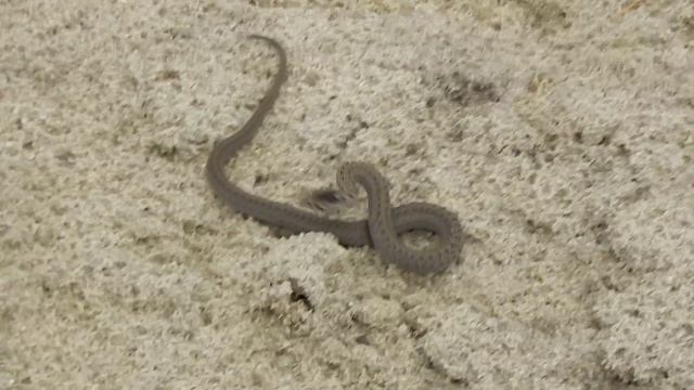 Змею Медянку загонял